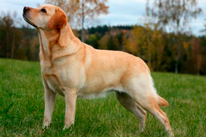 Labrador Retriever | Brugernes FørerhundeOrdning