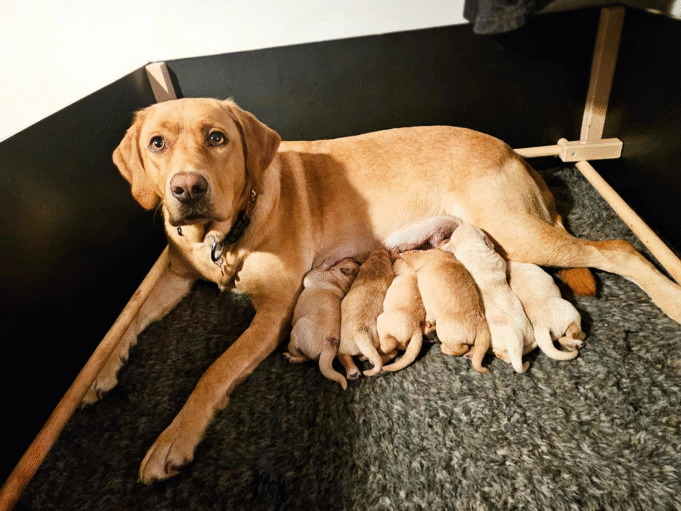 Forslag til kalender 2026 | Brugernes FørerhundeOrdning